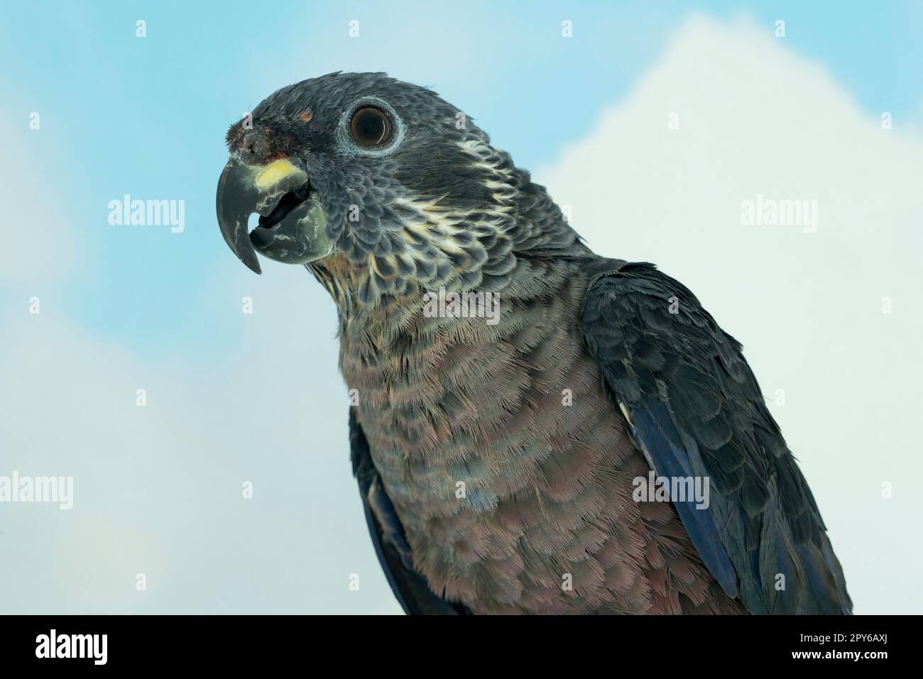 Dusky pionus hi-res stock photography and images - Alamy