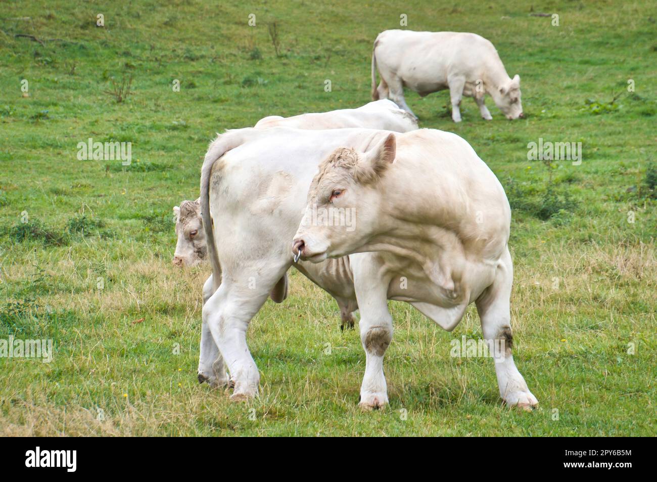 White cattle in the meadow. Farm animal for meat production. Stronger ...