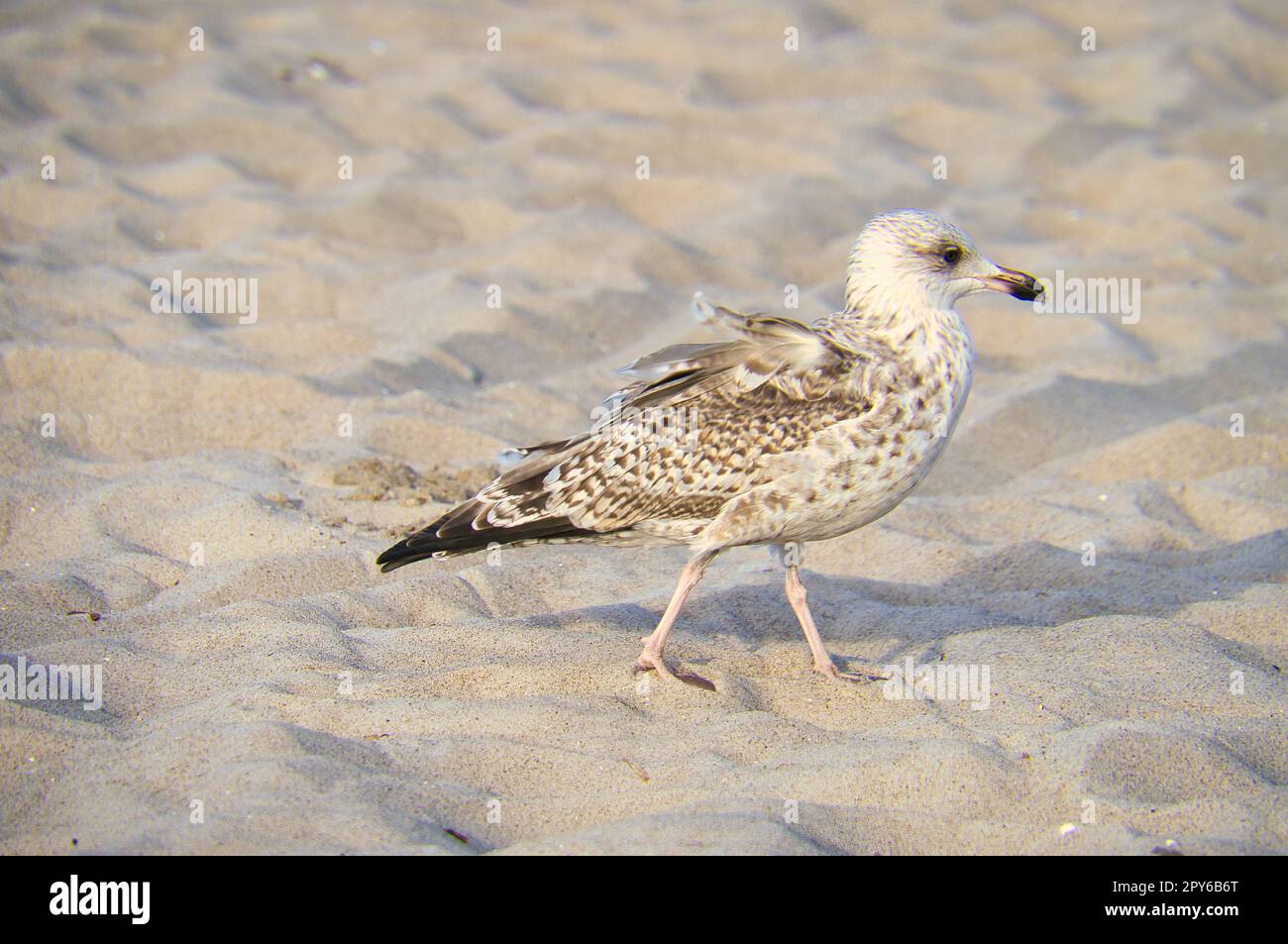 Seagull on the beach in Zingst. Bird running through the sand on the ...