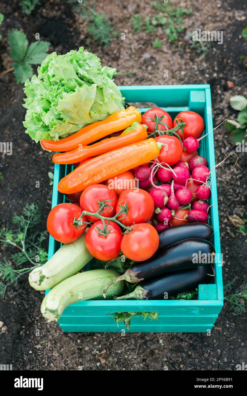 Wooden box filled fresh vegetables in garden - harvesting and gardening ...