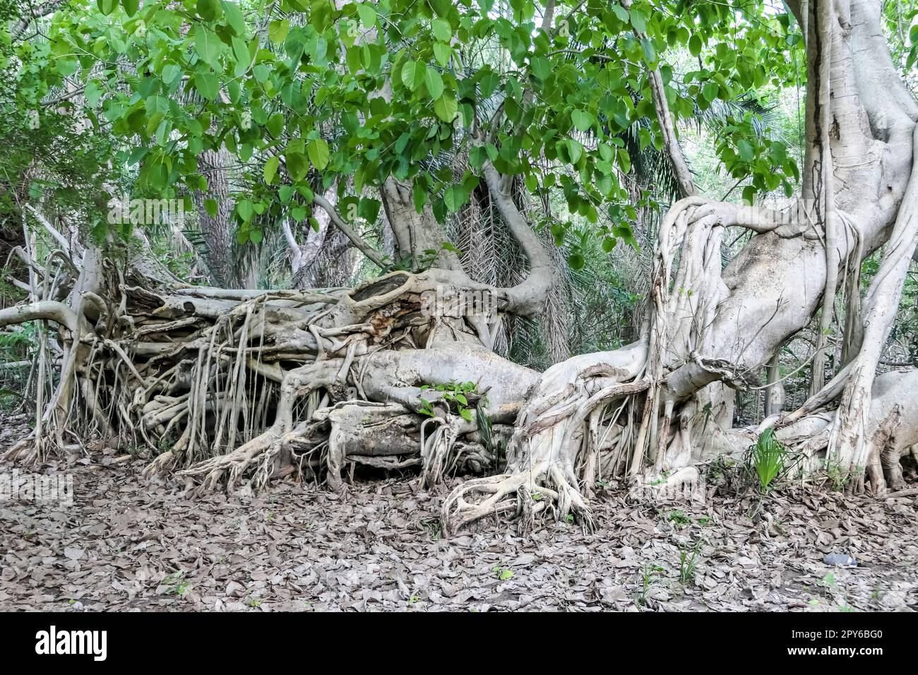Impressive roots of rainforest trees and green leaves, Pantanal ...