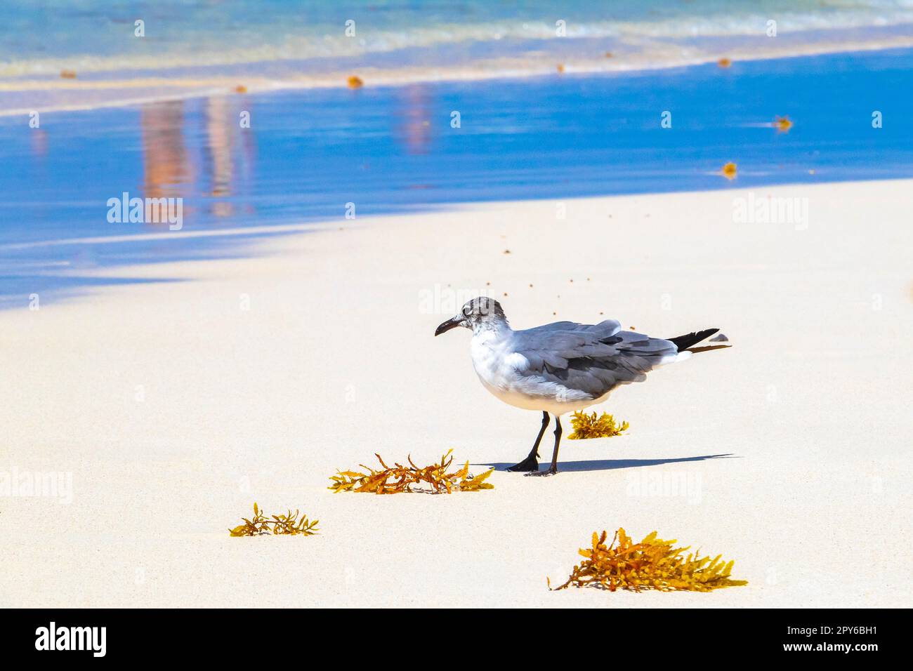 Seagull Seagulls walking on beach sand Playa del Carmen Mexico Stock ...