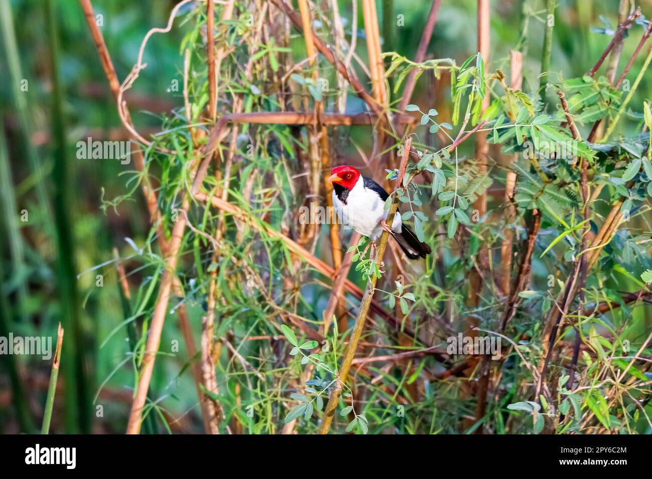 Yellow-billed Cardinal perched on a branch, Pantanal Wetlands, Mato ...