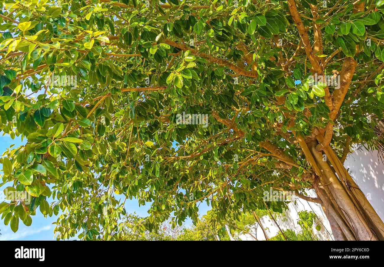 Huge beautiful Ficus maxima Fig tree Playa del Carmen Mexico Stock ...