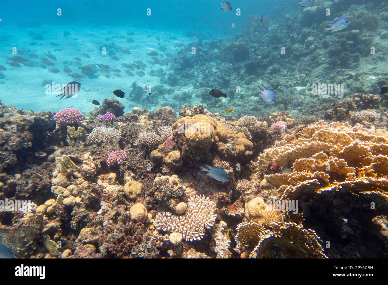 Sandy ocean floor hi-res stock photography and images - Alamy