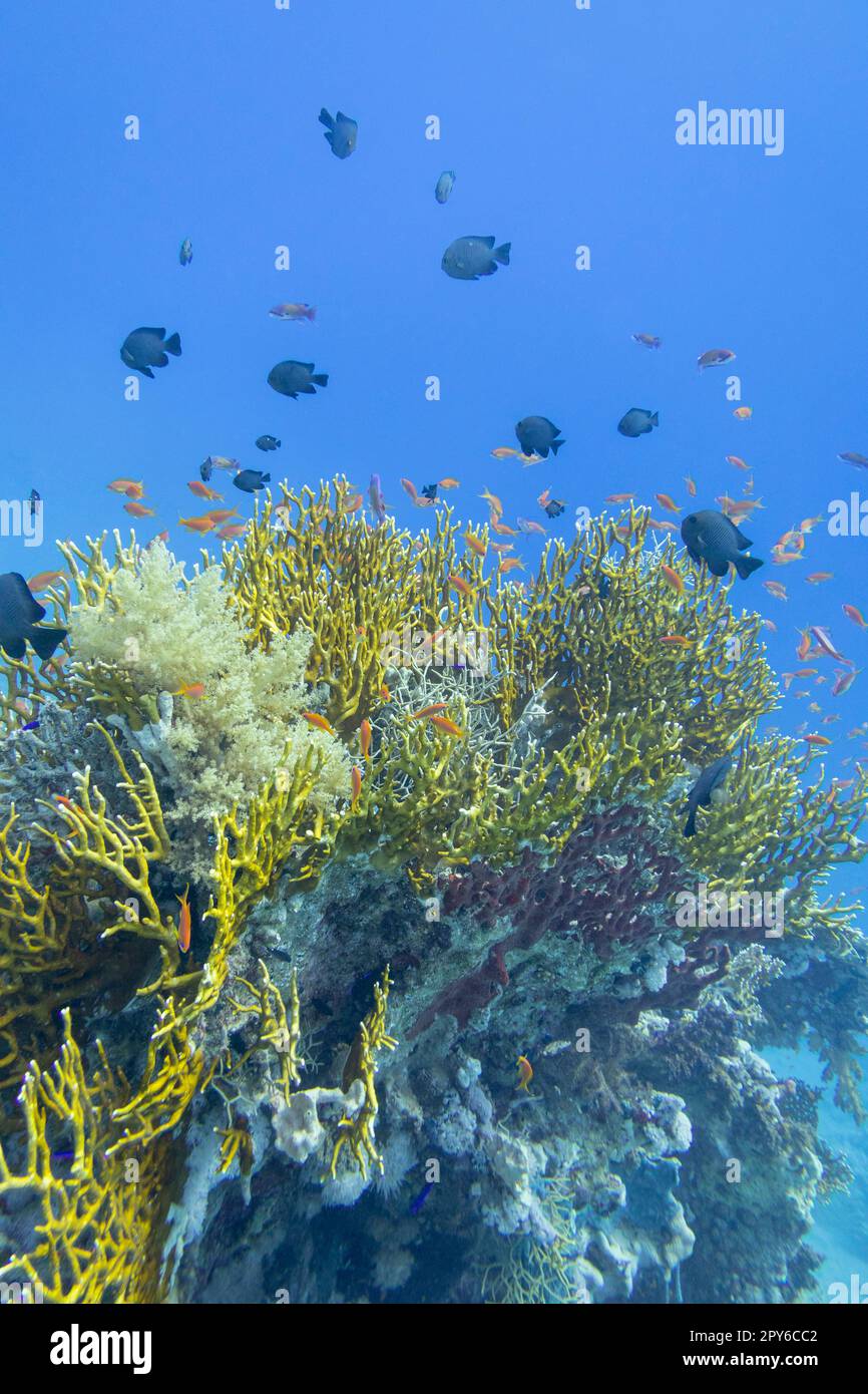 Colorful coral reef at the bottom of tropical sea, yellow fire coral ...