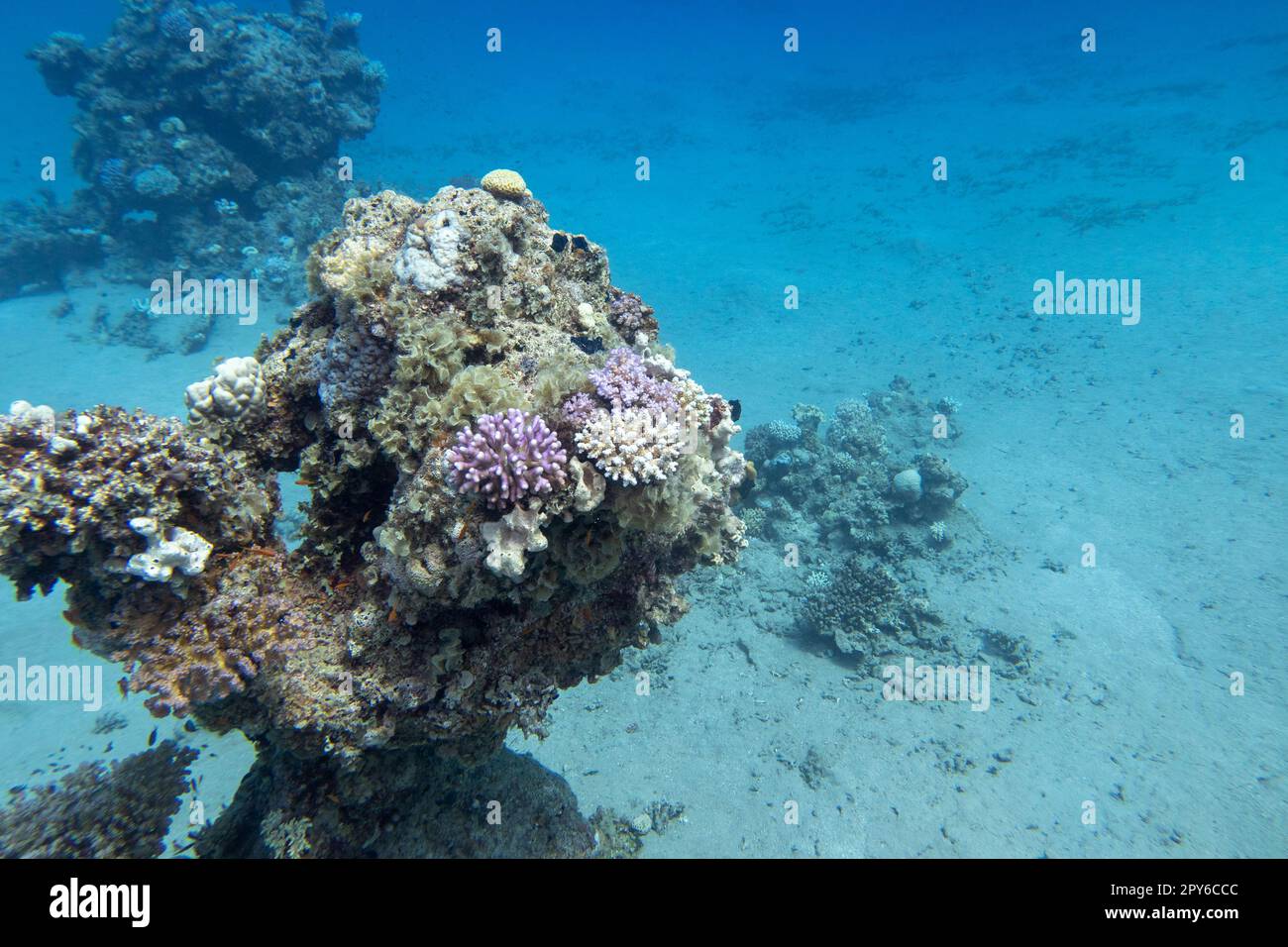 Red sea sand diver hi-res stock photography and images - Alamy