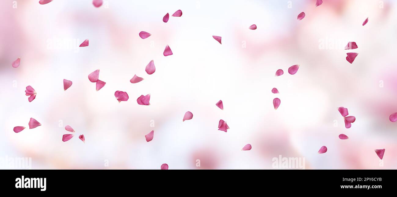 Floating rose petals hi-res stock photography and images - Alamy
