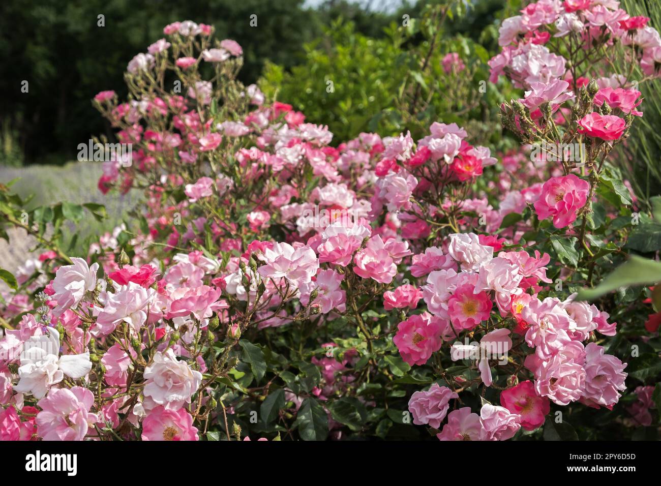 Delicate pastel roses close-up top view full frame. Fragrant bush of ...