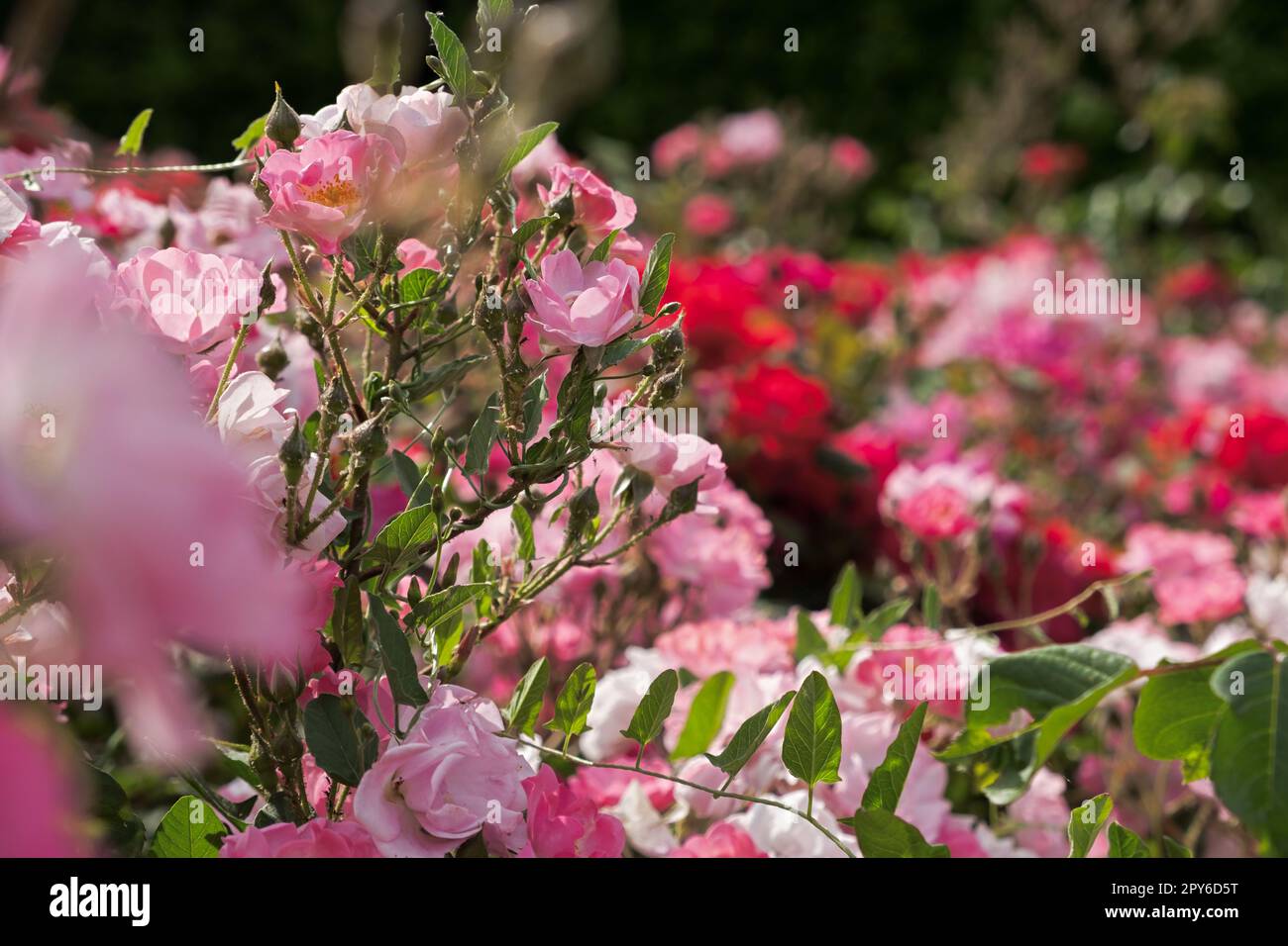 Delicate pastel roses close-up top view full frame. Fragrant bush of ...