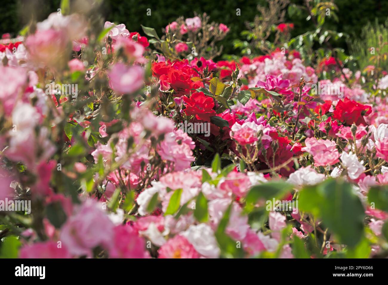Delicate pastel roses close-up top view full frame. Fragrant bush of ...