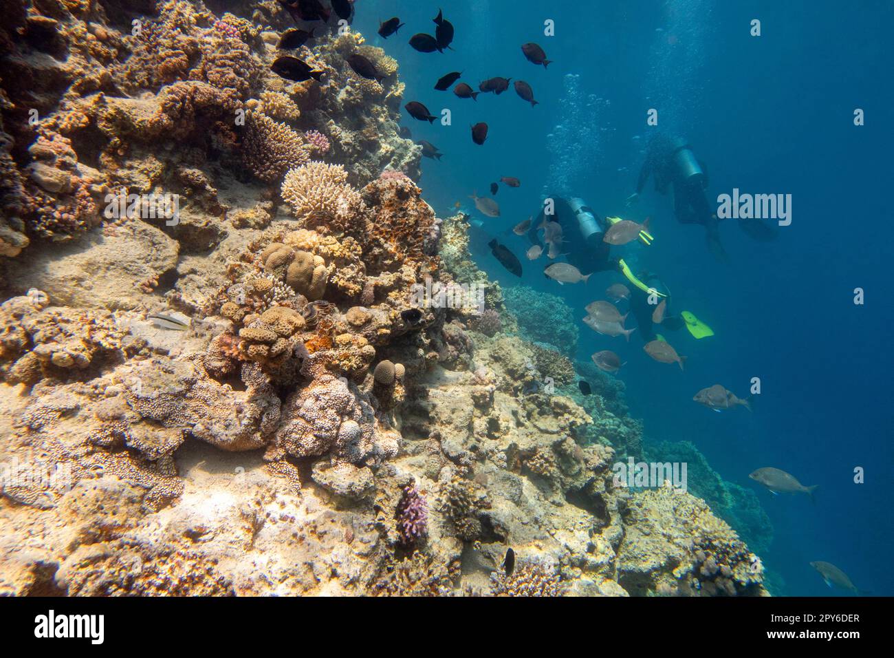 Colorful, picturesque coral reef at the bottom of tropical sea, hard ...