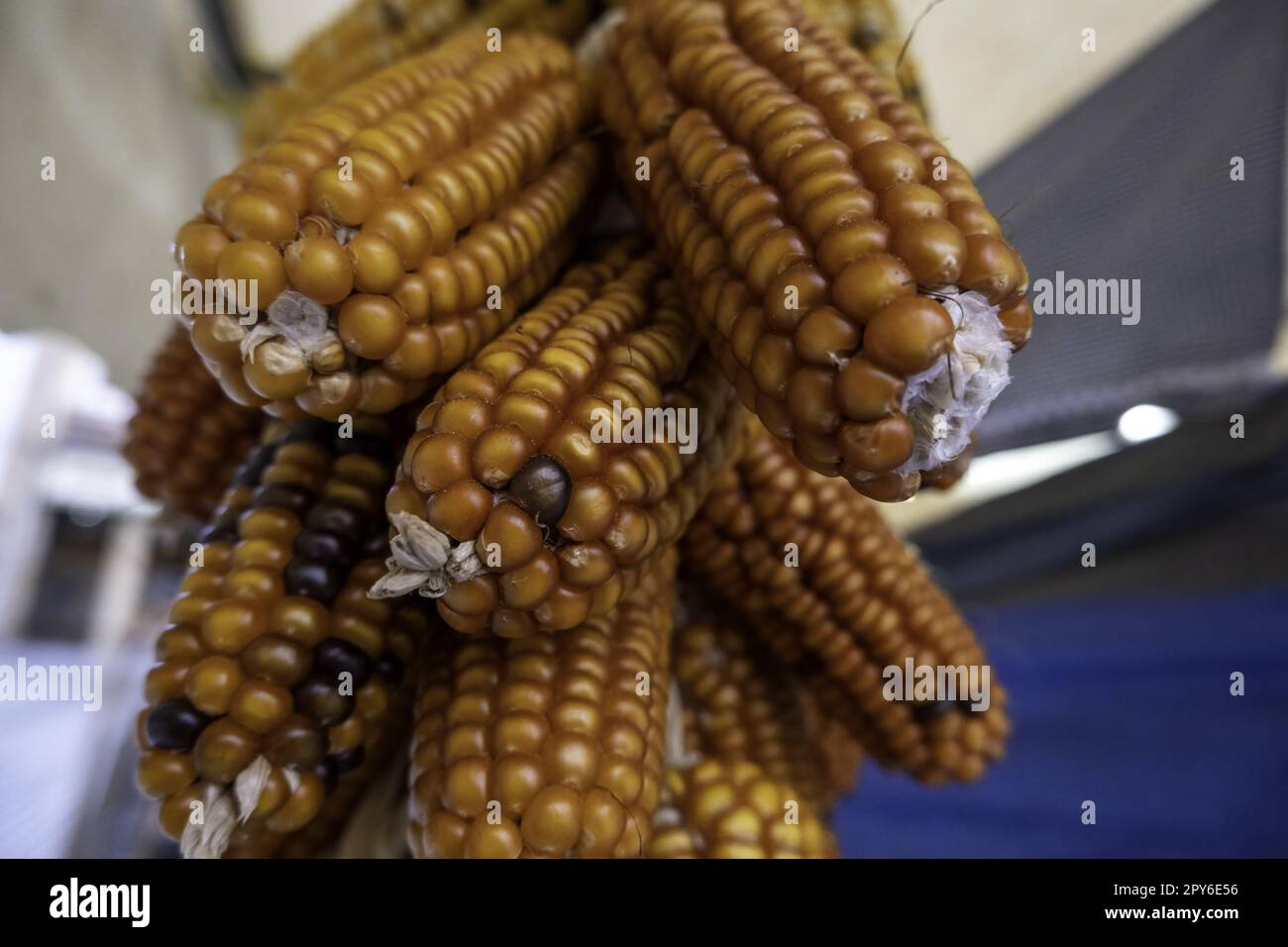 Ear of corn decoration hi-res stock photography and images - Alamy