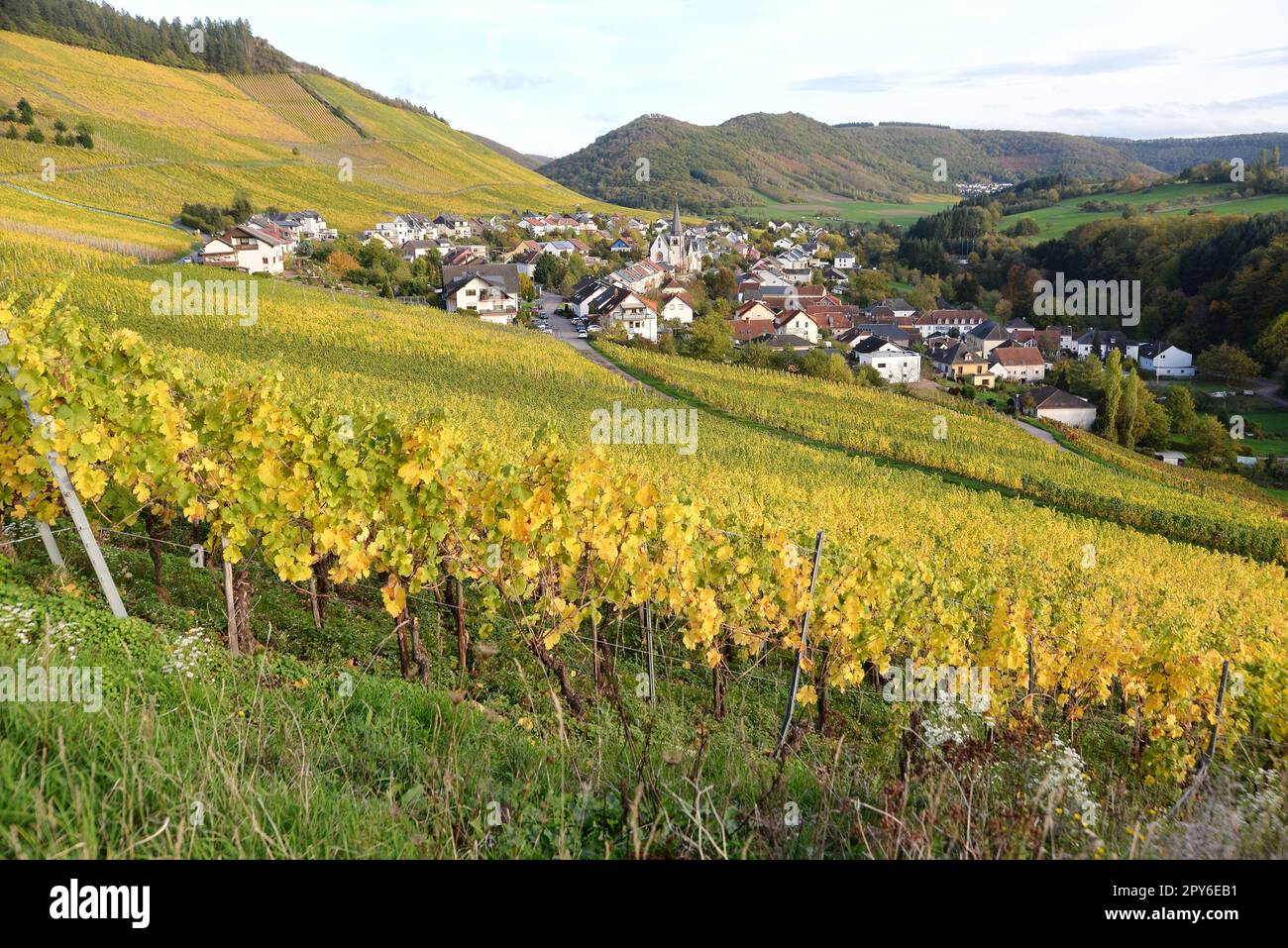 Weinberge bei Ockfen Stock Photo - Alamy