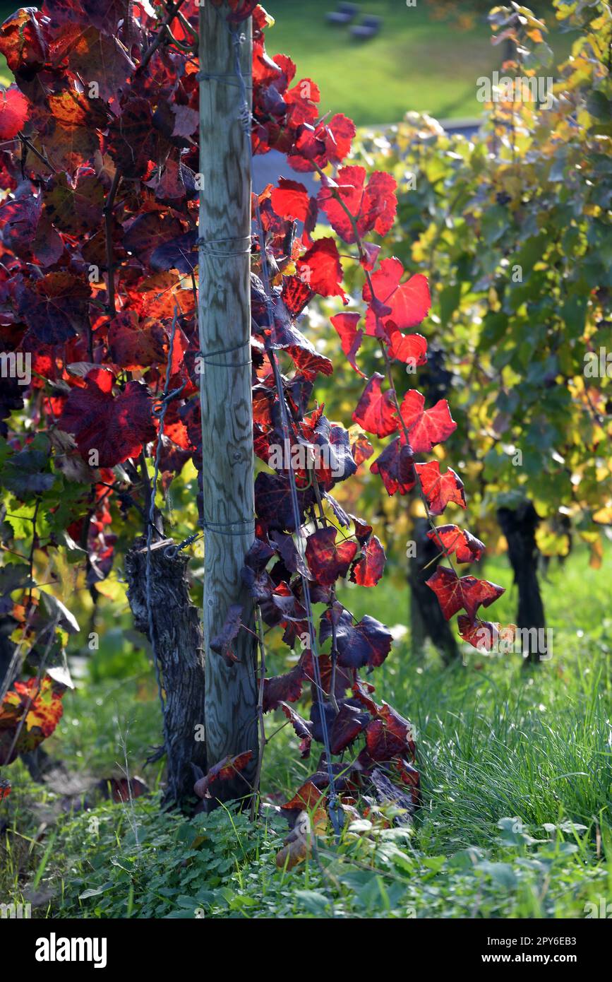 Weinberg im Herbst Stock Photo - Alamy