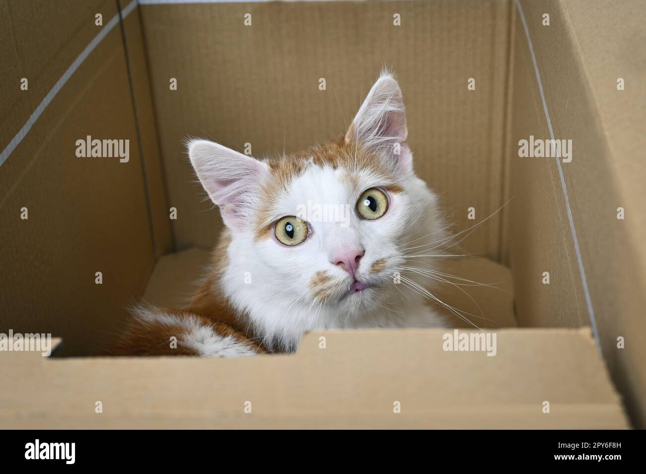 Cute Cat looks anxiously out of Cardboard Box Stock Photo - Alamy