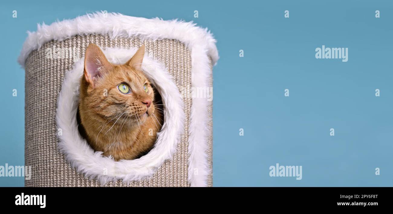Cute ginger cat looking curious out of a scratching barrel. Panoramic ...