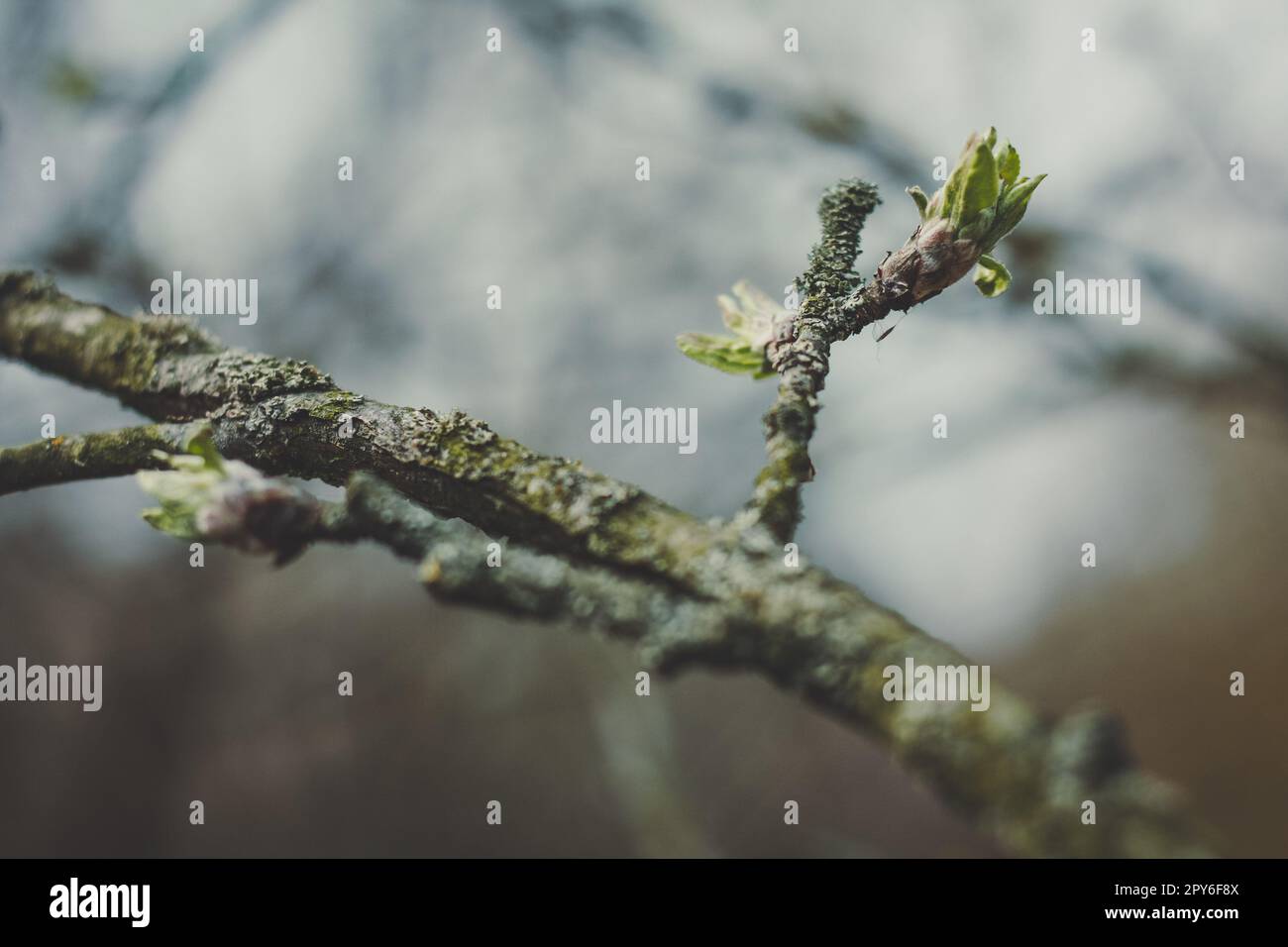 Close up old branch with growing plant buds concept photo Stock Photo ...