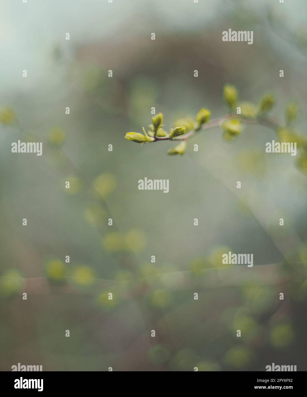 Close up branch with leaf buds concept photo Stock Photo - Alamy Close up branch with leaf buds concept photo Stock Photo - Alamy