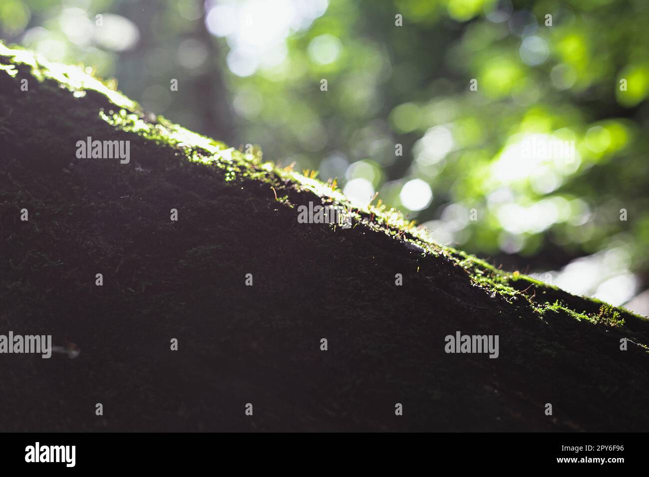 Close up moss covering tree bark concept photo Stock Photo - Alamy