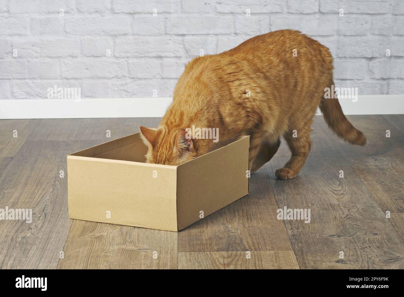 Funny red cat stuck his head curious inside a cardboard box Stock Photo ...