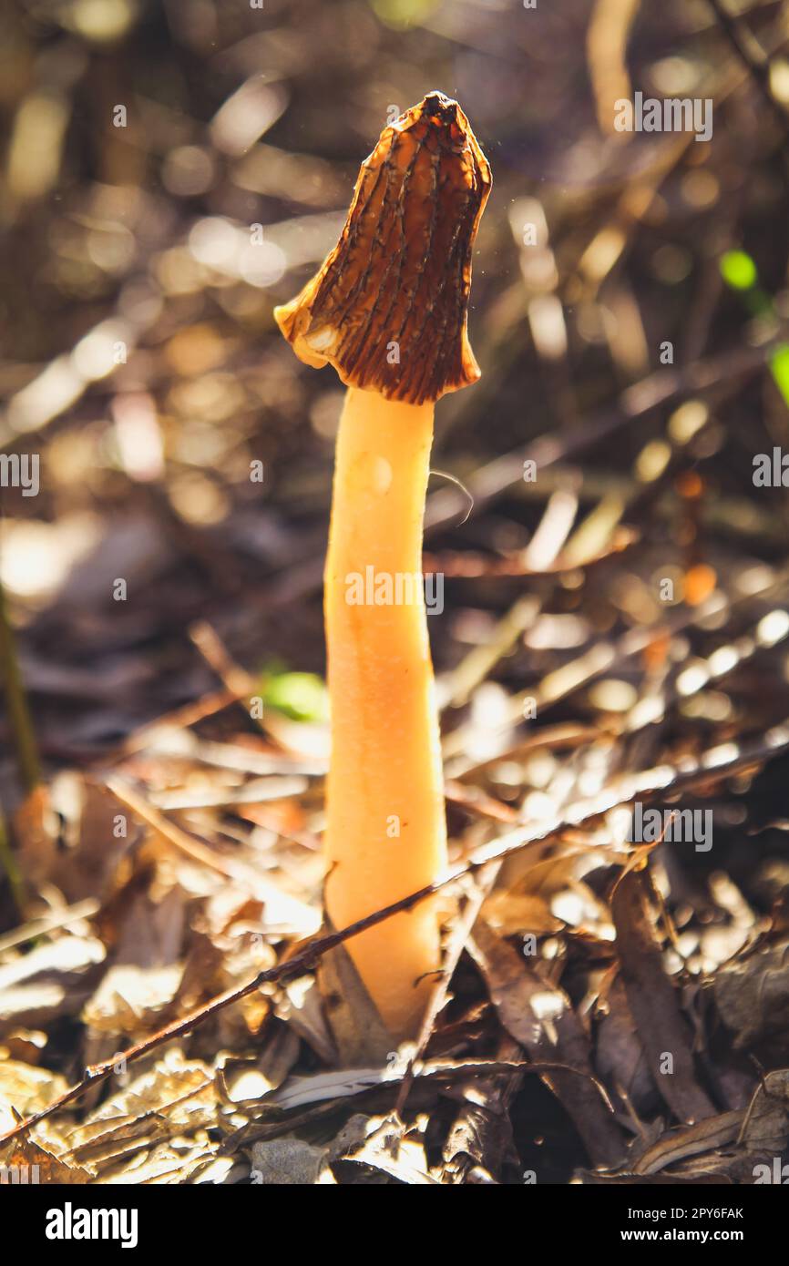 Close up small mushroom growing in forest concept photo Stock Photo - Alamy
