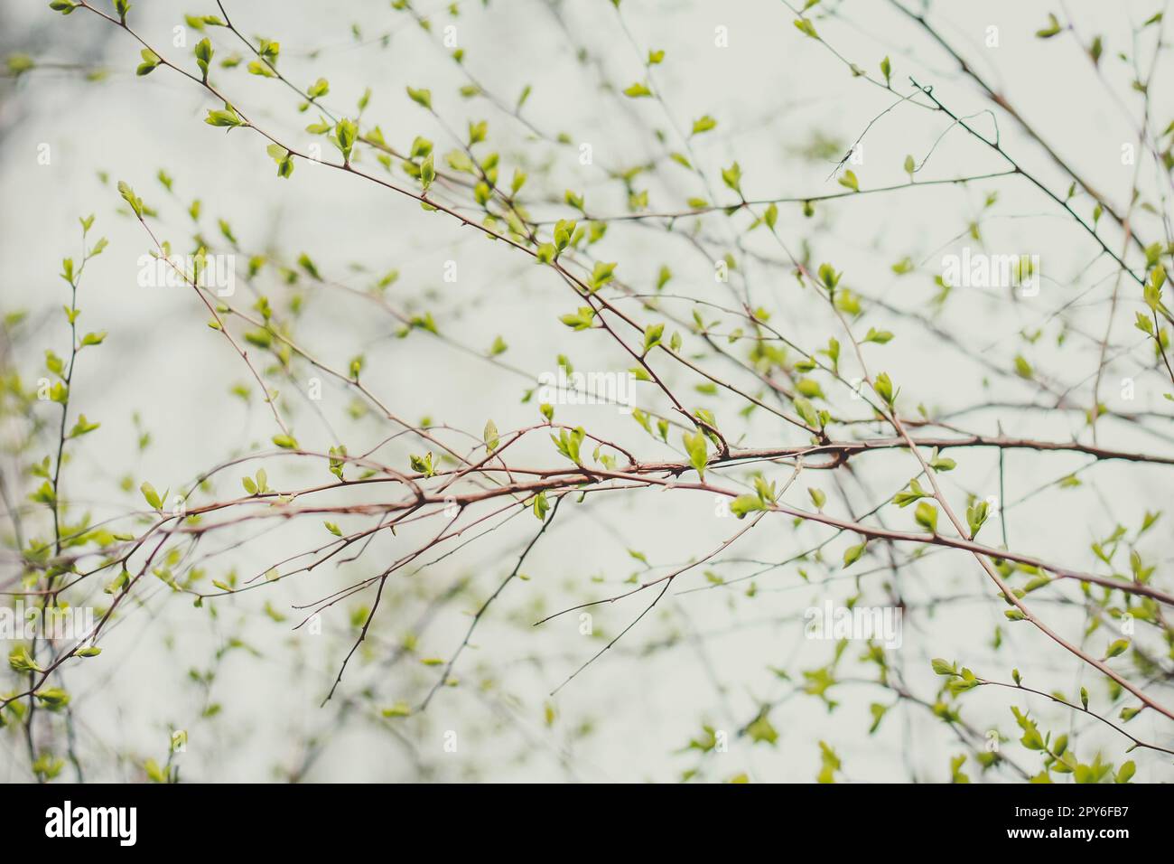 Close up spring blooming tree concept photo Stock Photo - Alamy