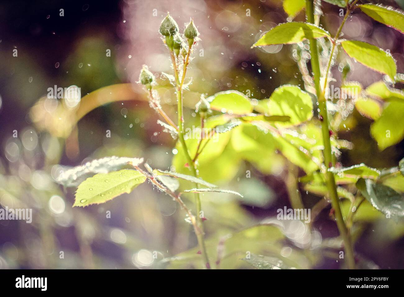 Rose buds wallpaper background hi-res stock photography and images - Alamy