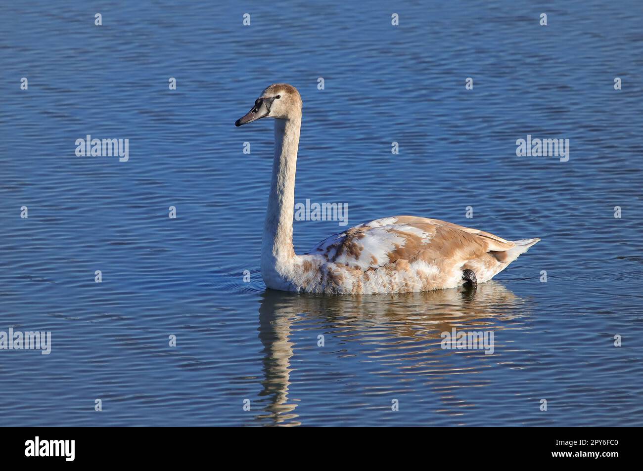 Immature swans hi-res stock photography and images - Alamy