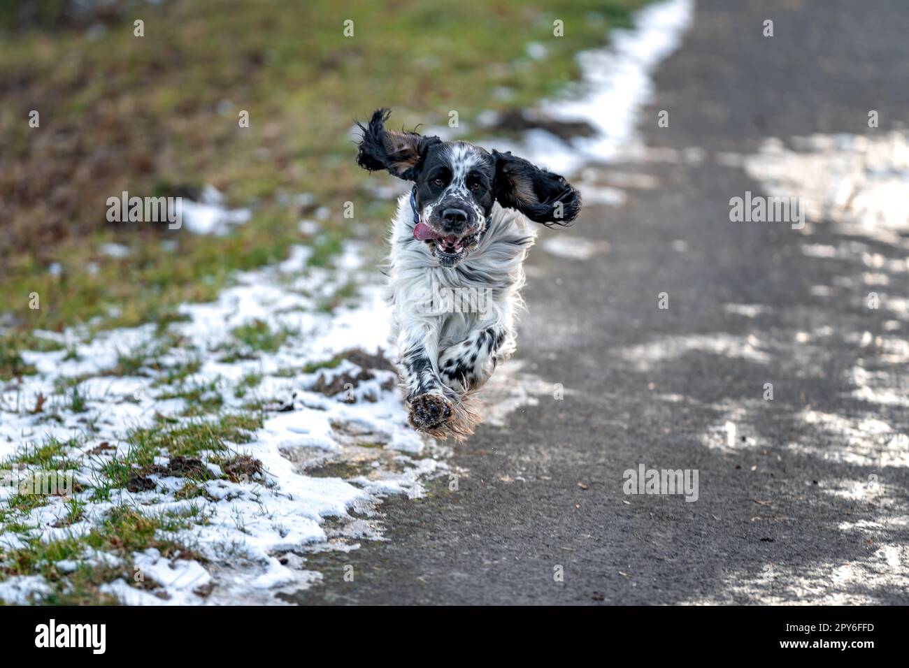 a dog running along the road with fluttering ears. english setter Stock ...
