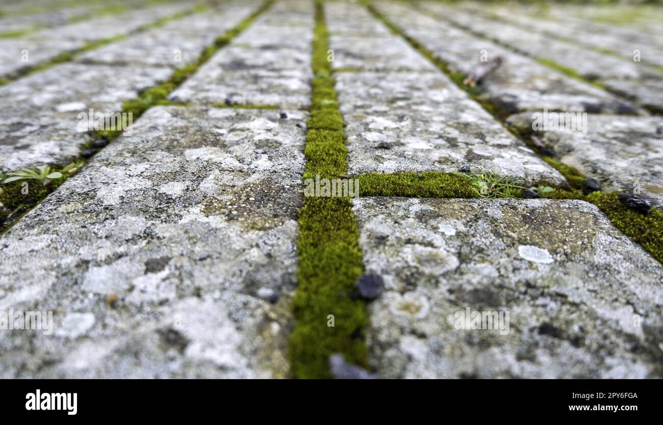 Rough cobblestone pavement moss texture hi-res stock photography and ...