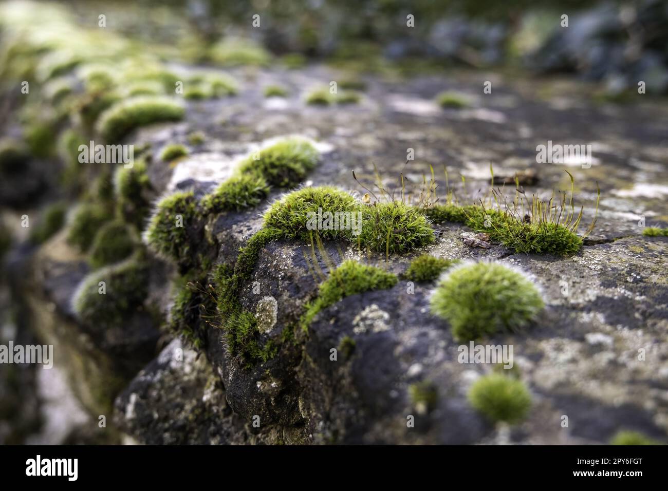 Moss detail hi-res stock photography and images - Alamy