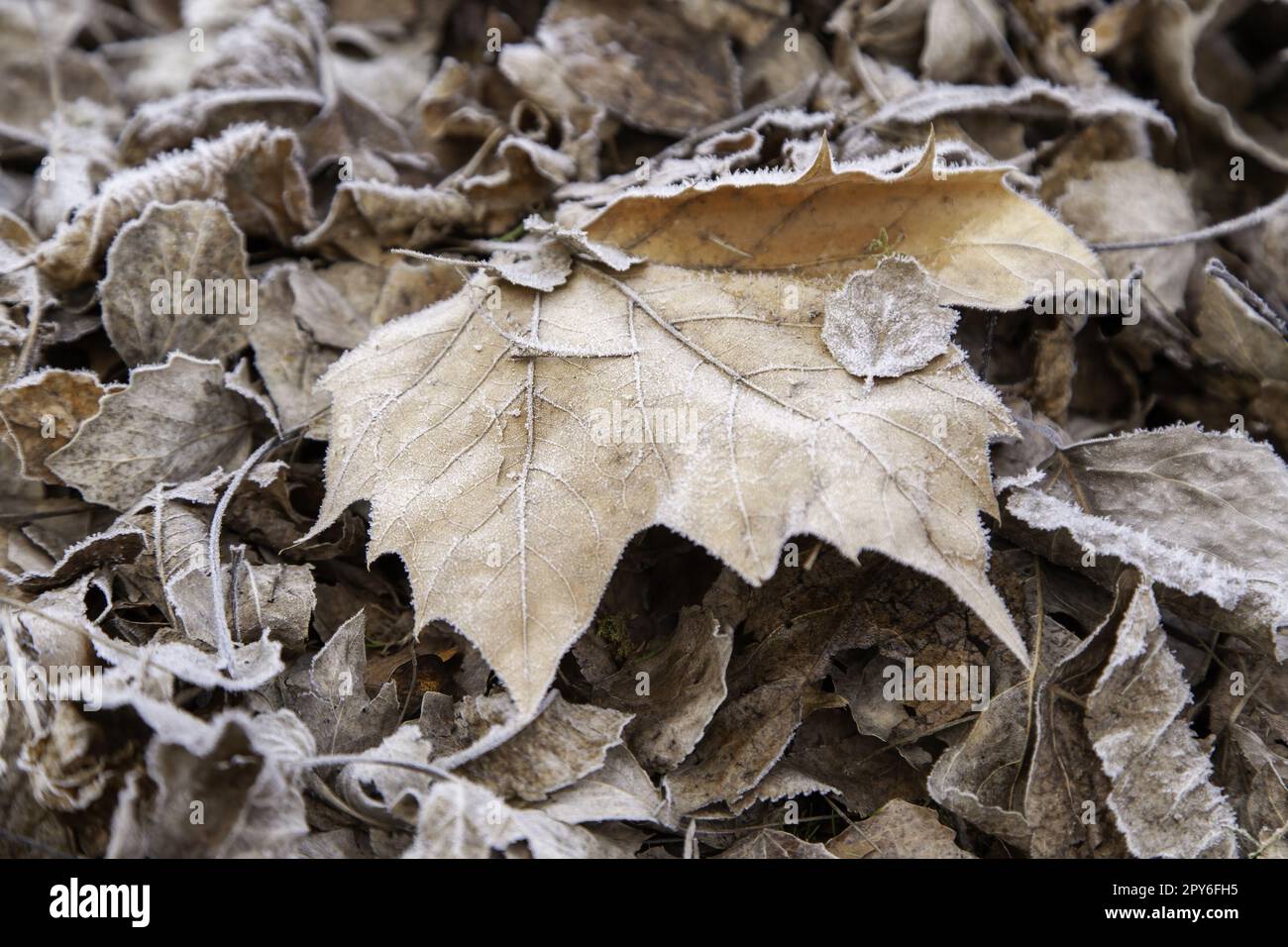 Frozen fallen leaf Stock Photo - Alamy
