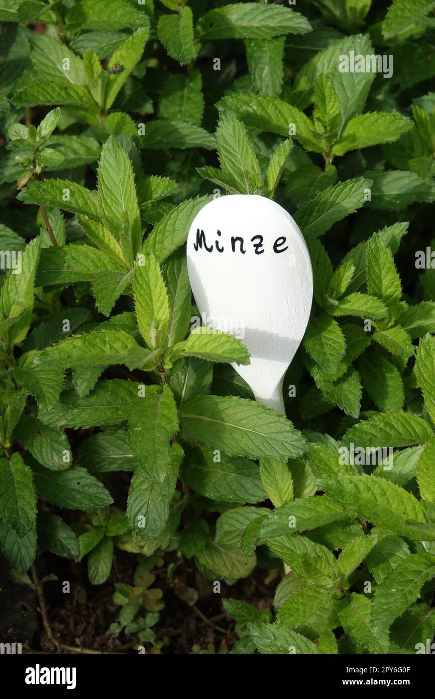 Gartengewuerz hi-res stock photography and images - Alamy