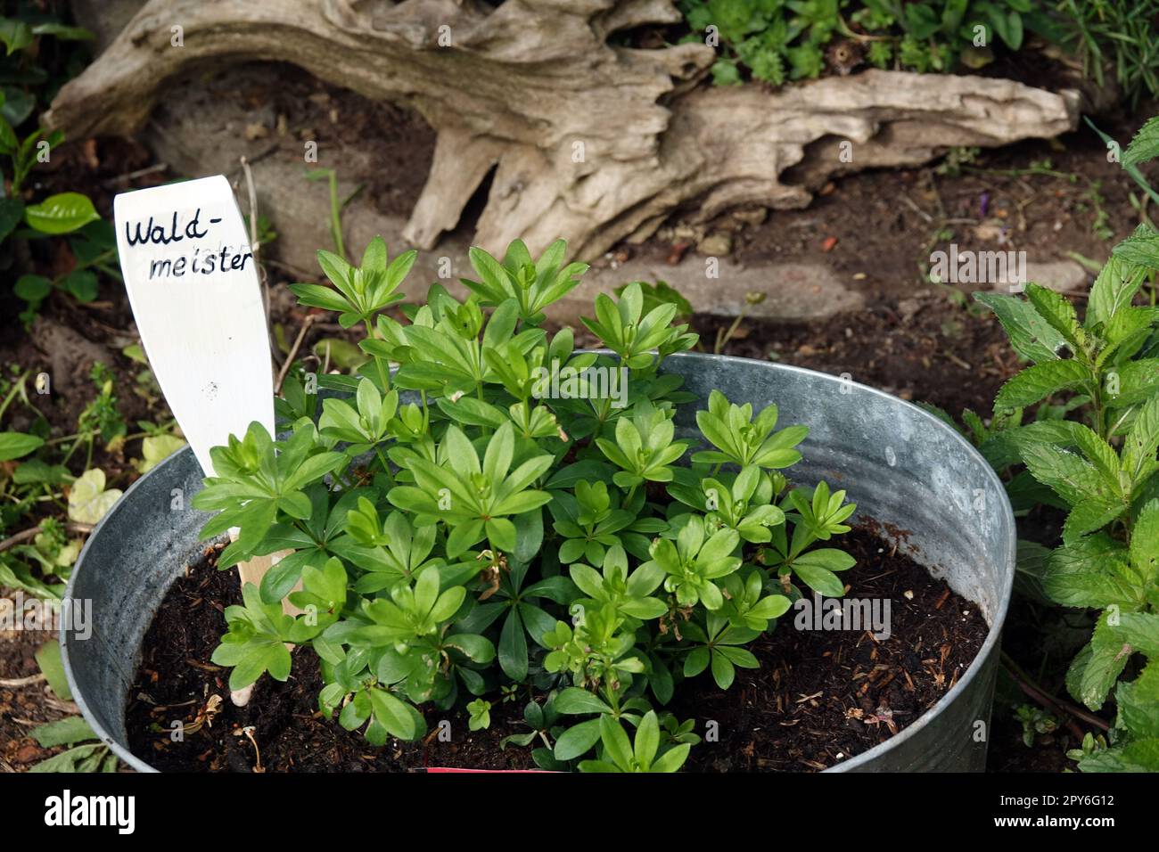 Waldmeister pflanze hi-res stock photography and images - Alamy