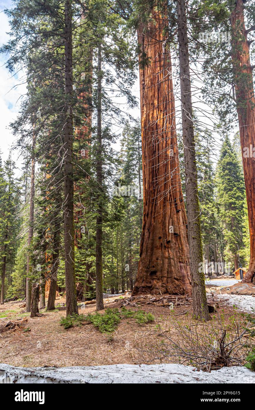 Giant Sequoia trees in Yosemite Park Stock Photo - Alamy