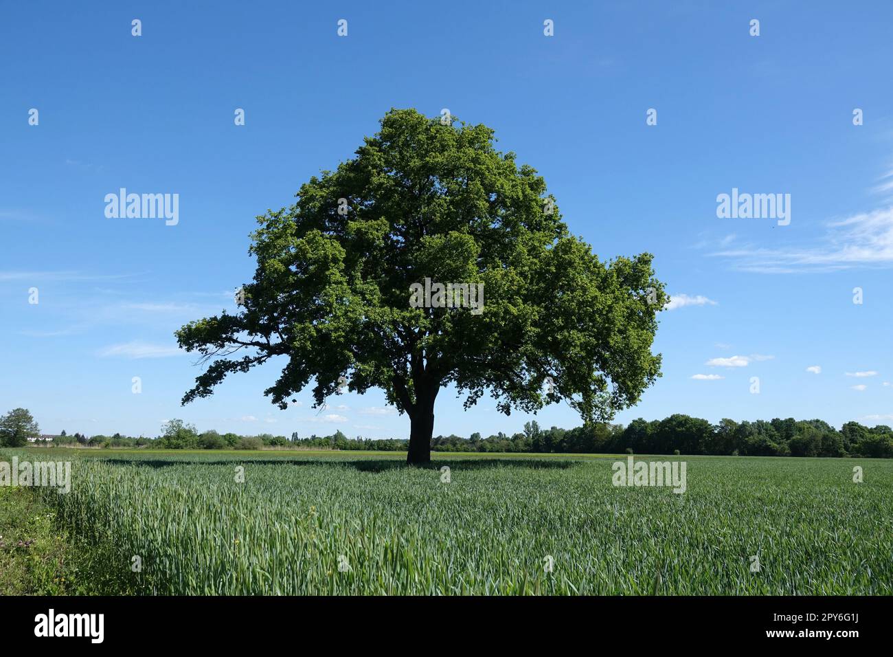 Baum see hi-res stock photography and images - Alamy