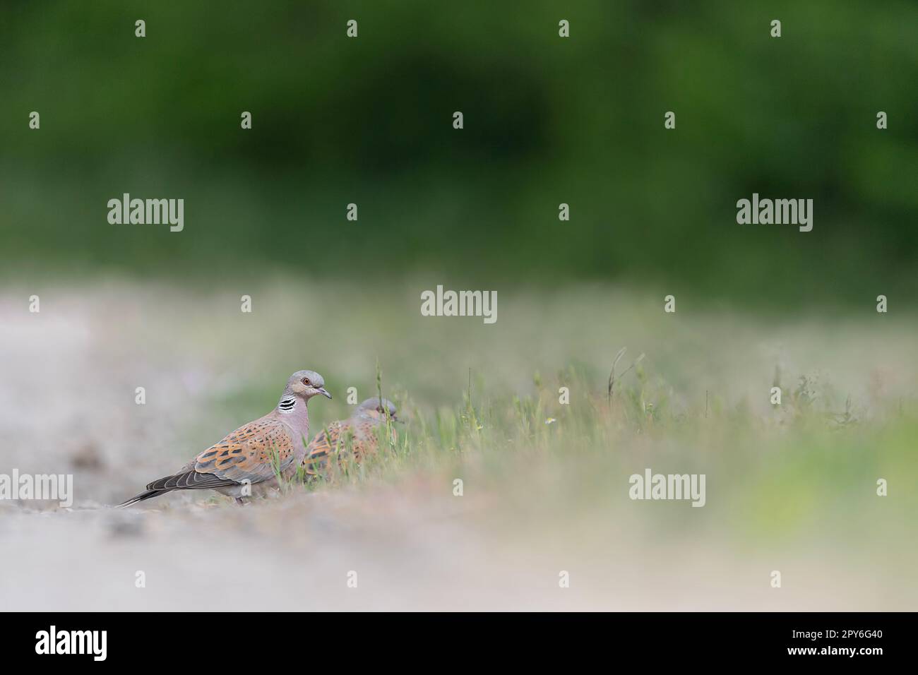 Two European turtle doves in the semi open habitat (Streptopelia turtur ...