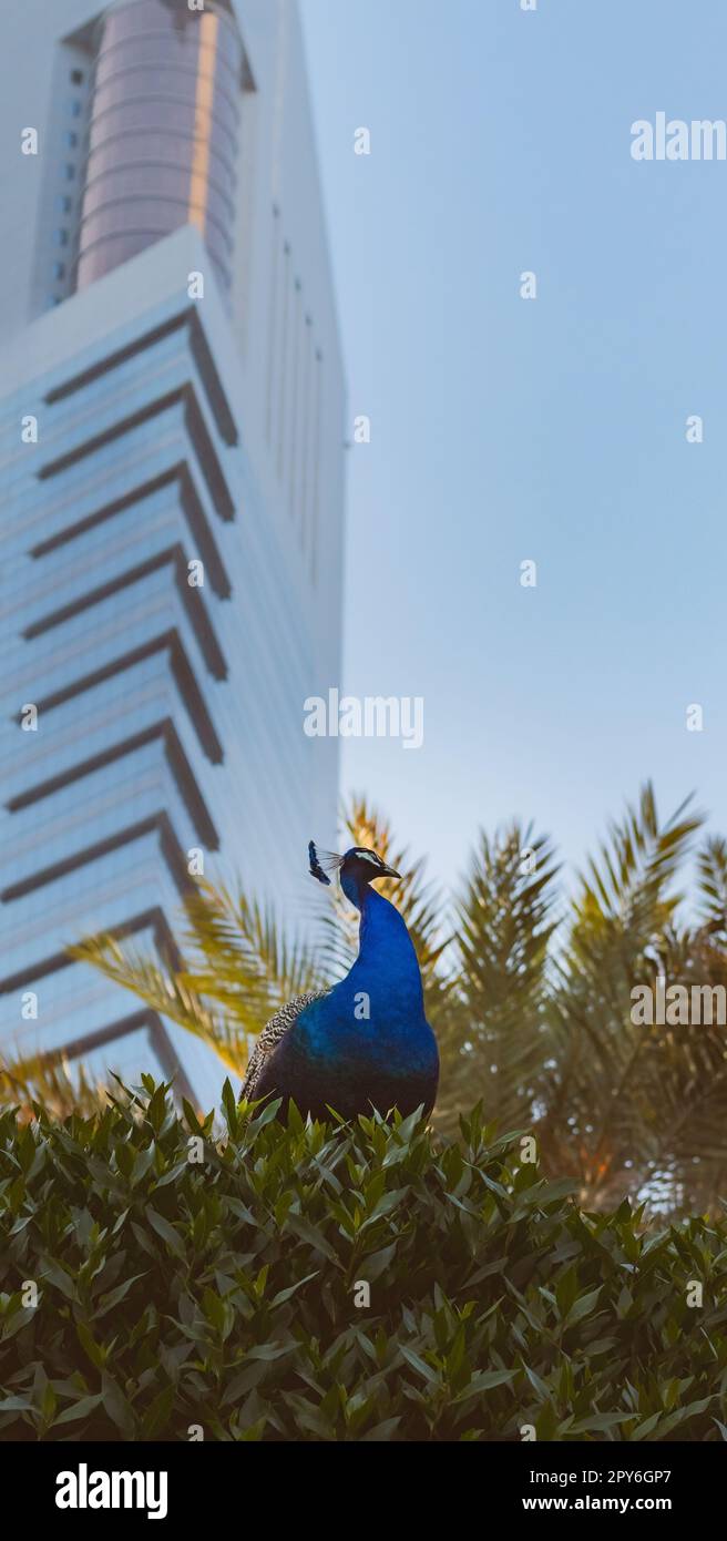Peacocks sit on the bushes in the city Stock Photo - Alamy