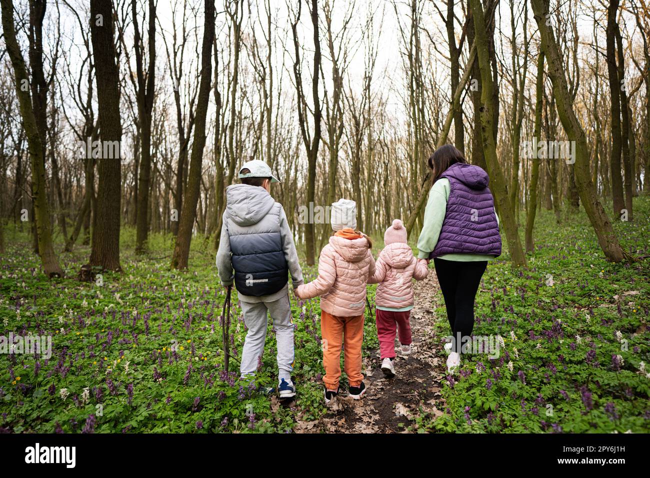 Back view of three kids holding hands with mother walking on forest trail. Outdoor spring ...