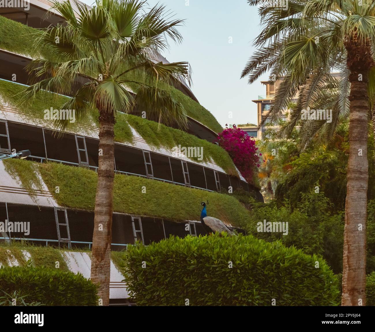 Peacocks sit on the bushes in the city Stock Photo - Alamy