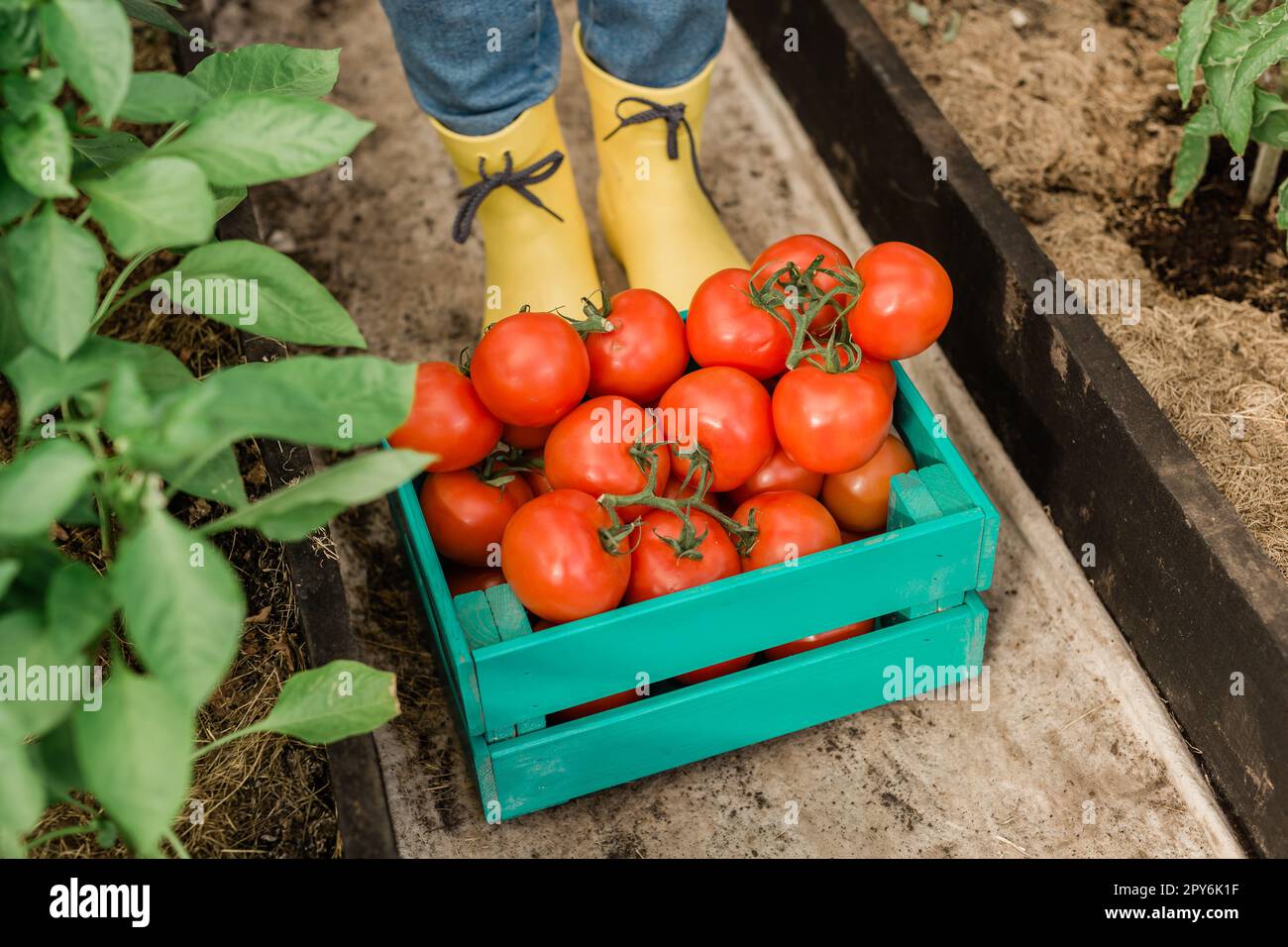 Wooden box filled fresh vegetables in garden - harvesting and gardening ...