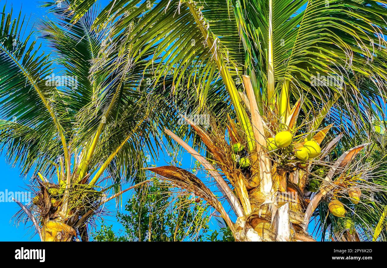 Tropical natural palm tree coconuts blue sky in Mexico Stock Photo - Alamy