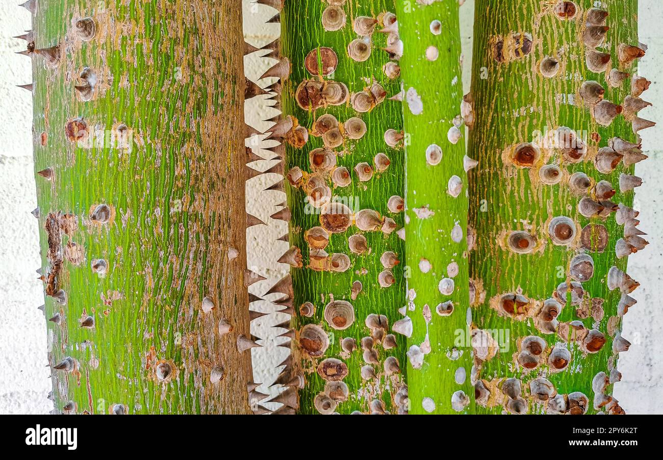 Young green beautiful Kapok tree Ceiba tree with spikes Mexico Stock ...