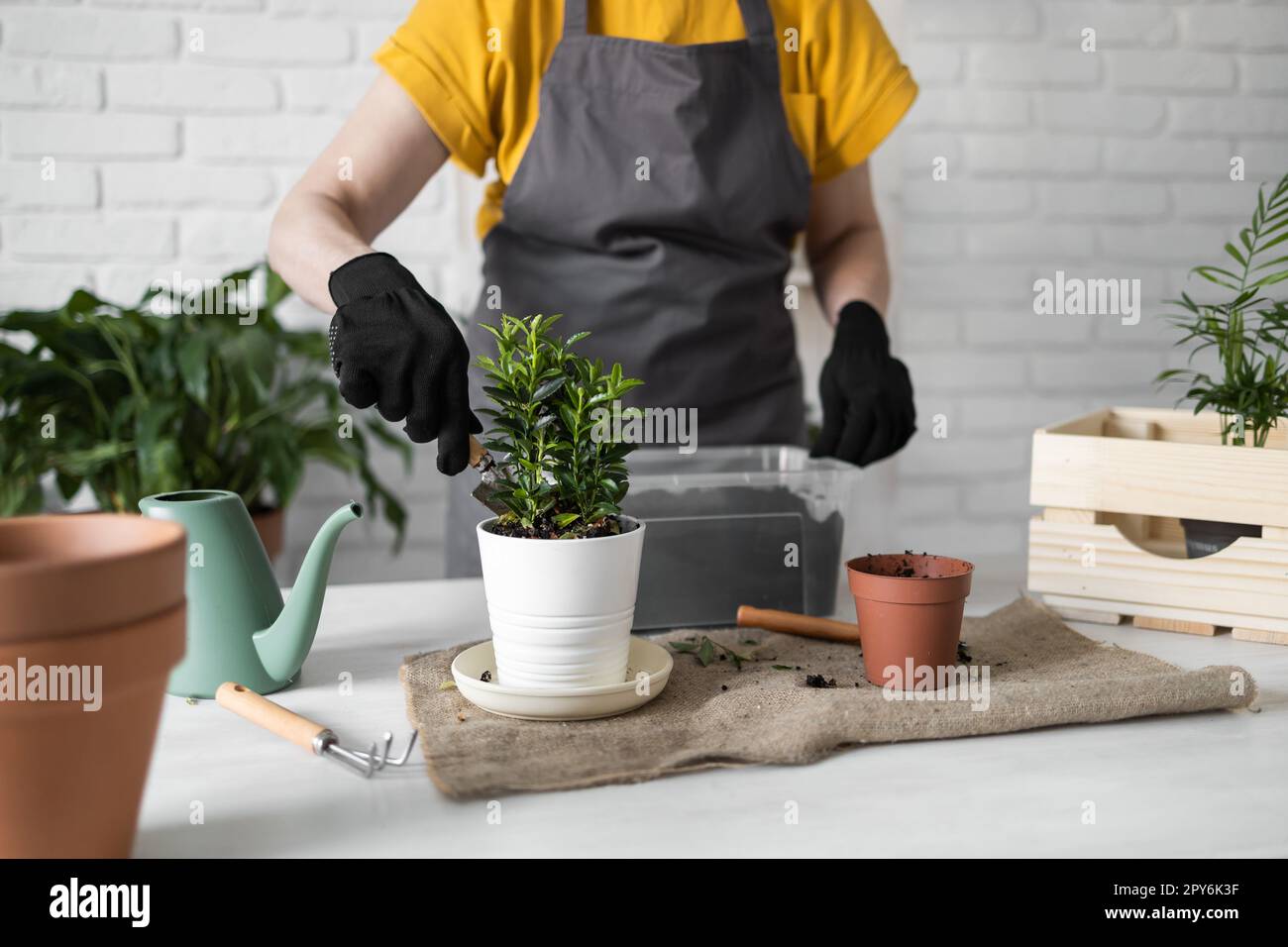 Woman gardener transplanting houseplants in pots on wooden table close ...