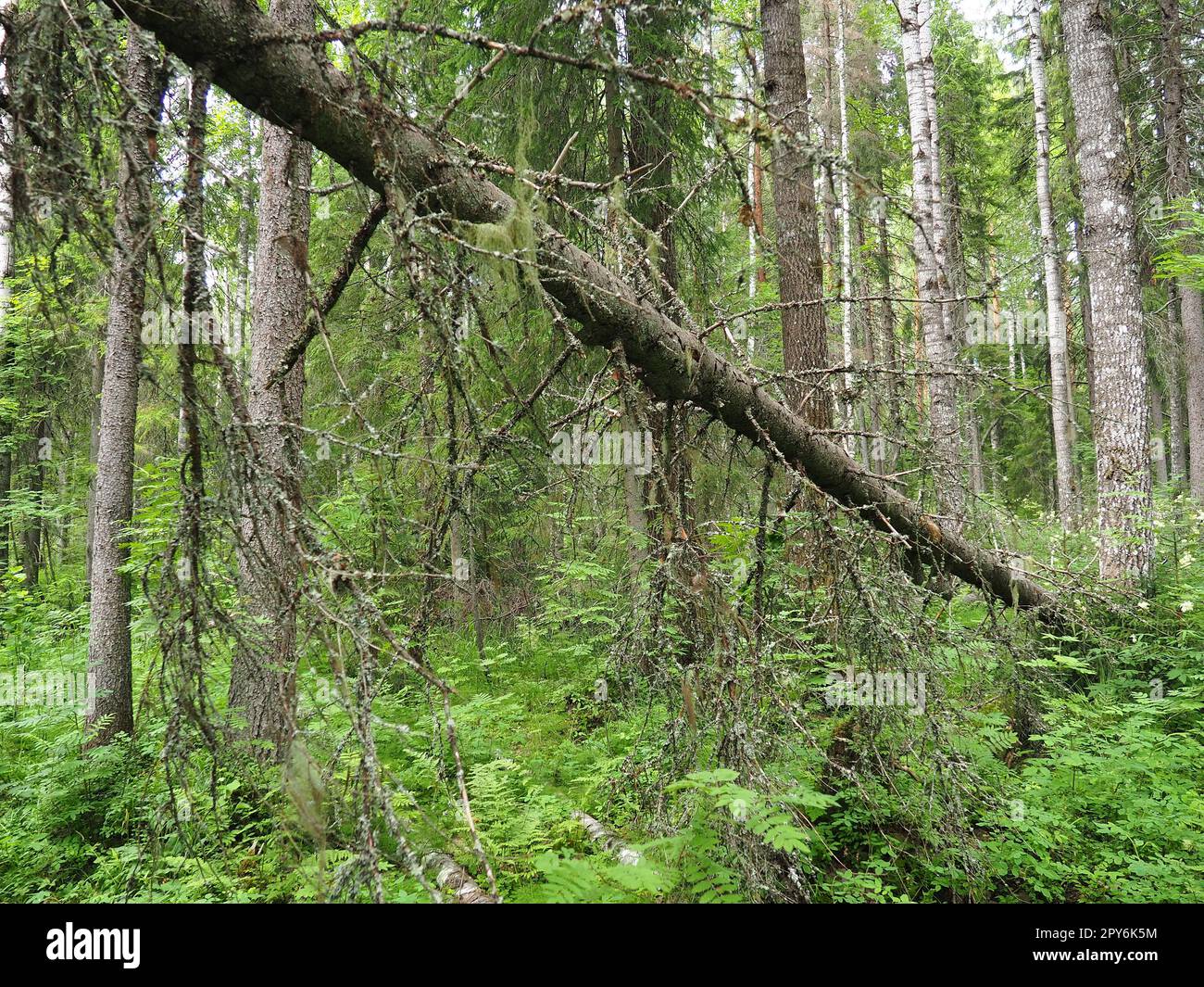 Taiga biome dominated by coniferous forests. Picea spruce, genus of ...