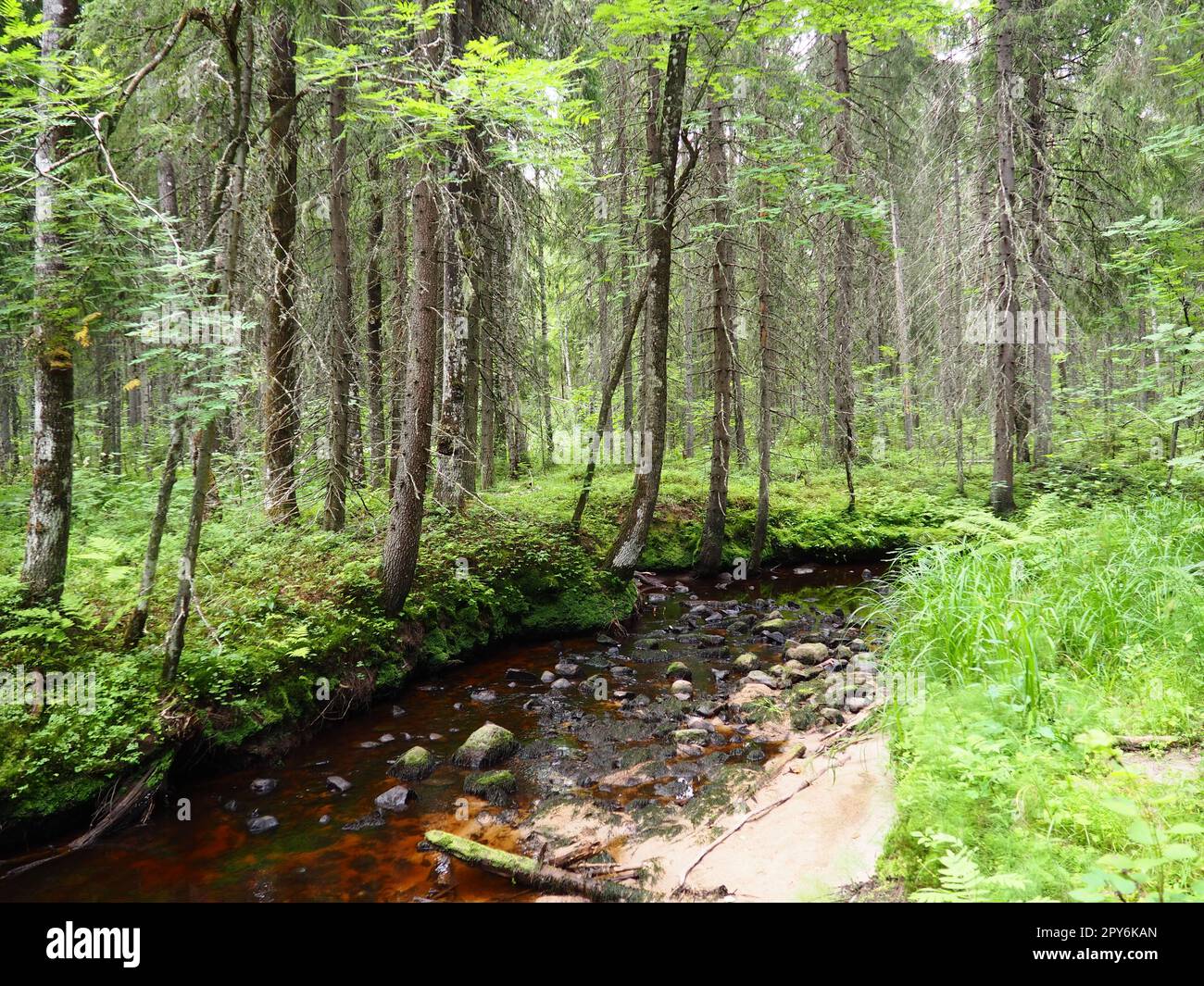 Taiga biome dominated by coniferous forests. Picea spruce, coniferous ...