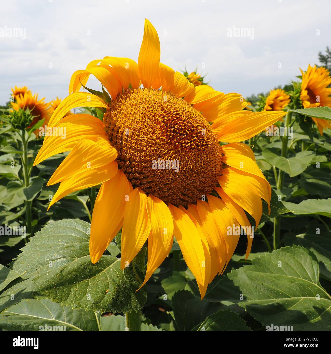 Asteraceae sunflower family hi-res stock photography and images - Alamy