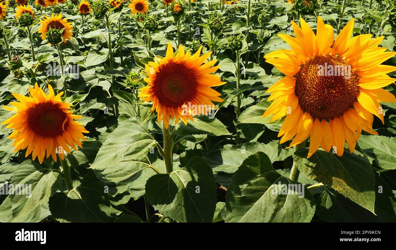 Agricultural sunflowers field. The Helianthus sunflower is a genus of ...