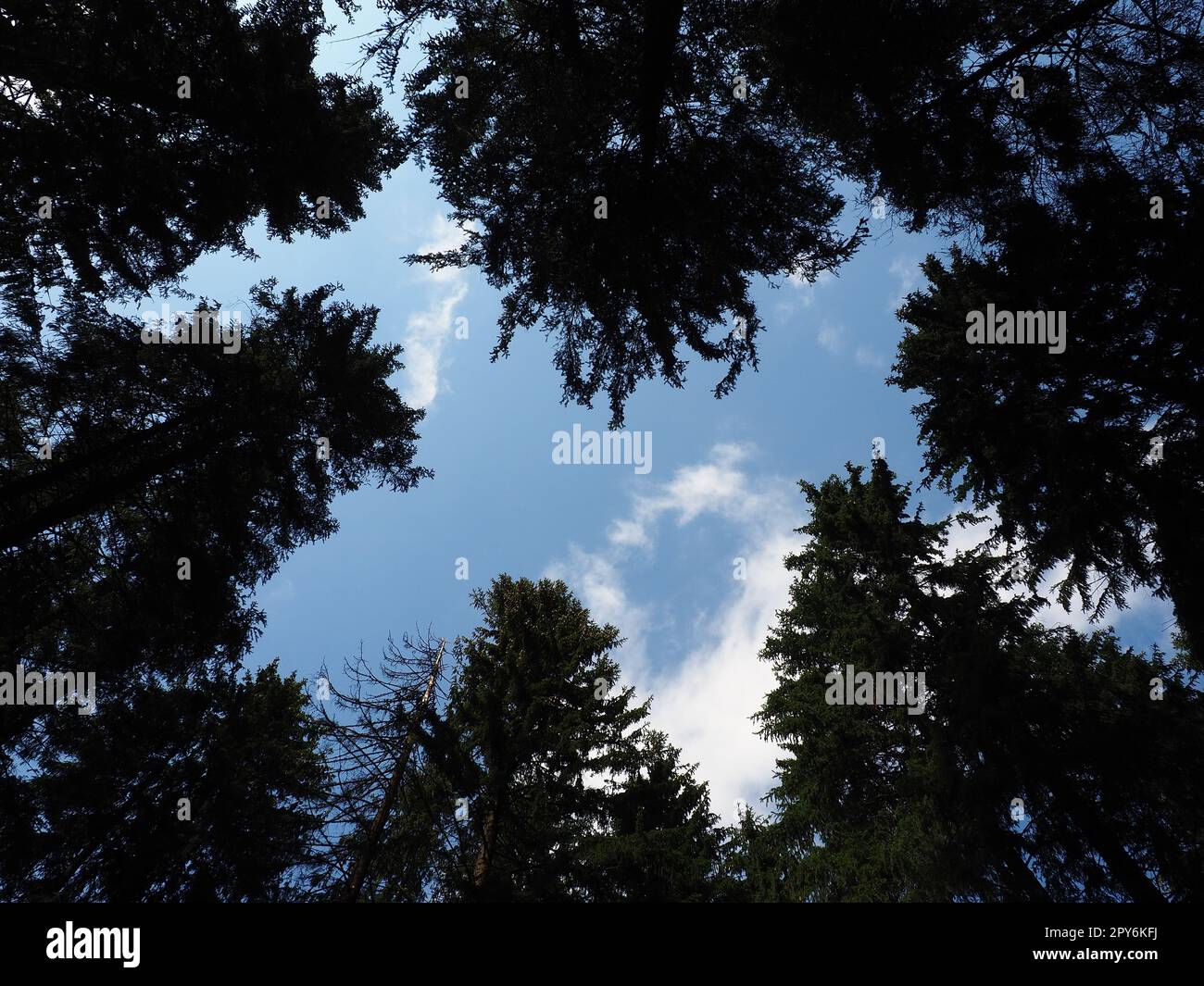 Old tall spruce trees. Spruce crown. Karelia's taiga forest. Trunks ...